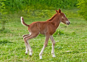Foal Handling - New Foal Steps | Equine Medicine